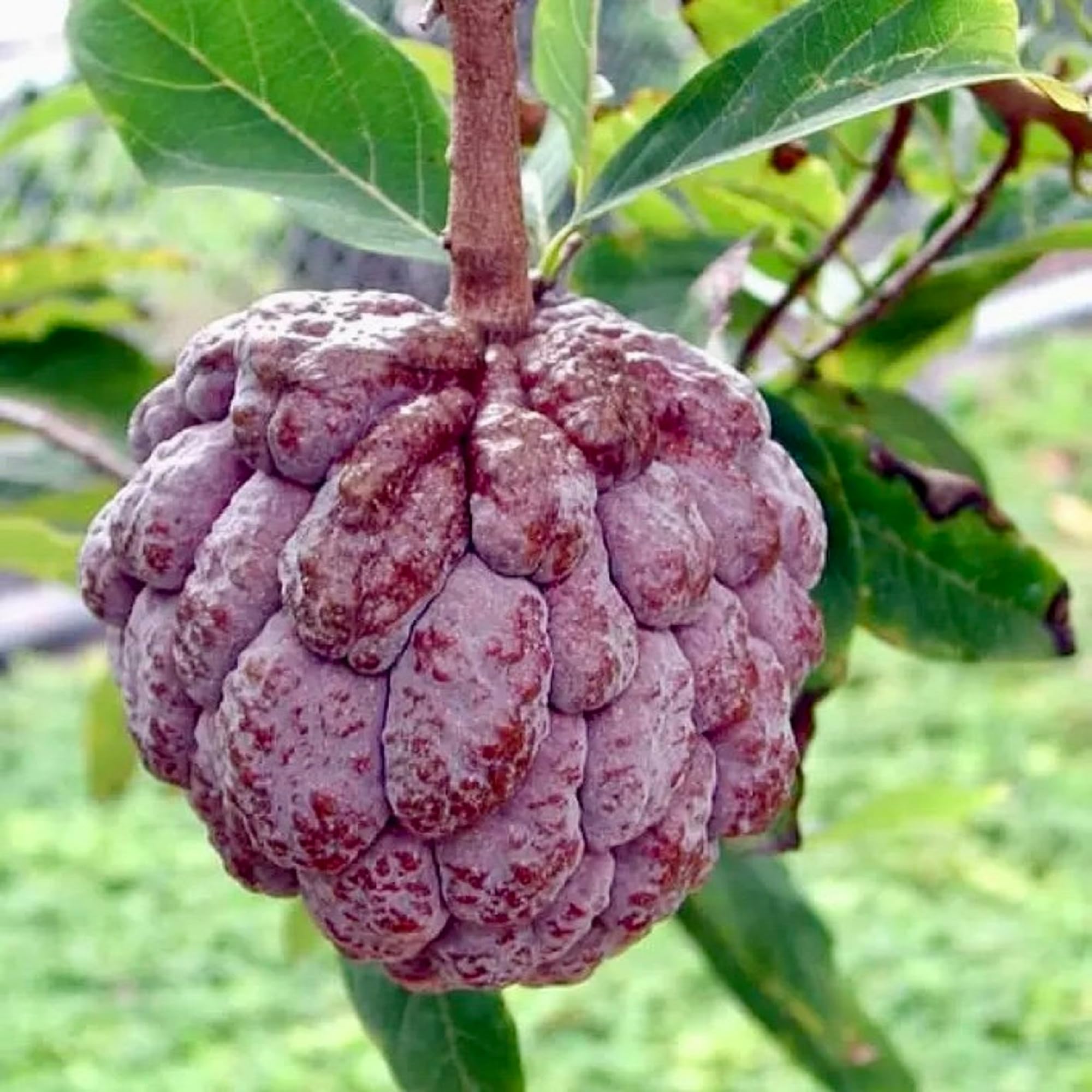 🍎🔮 ¡Descubre Dónde Encontrar una Manzana Dulce en Color Violeta! 🌈