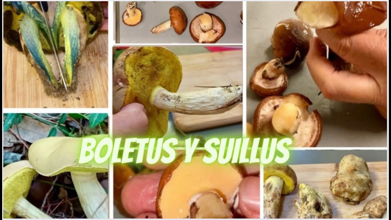 Boletus Suillus: ¡Recetas INCREÍBLES que te VOLARÁN la cabeza! 🤯